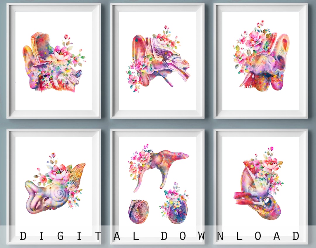 6 Audiologist Gift, Human Ear Structure, Inner Ear Anatomy, Hearing ...