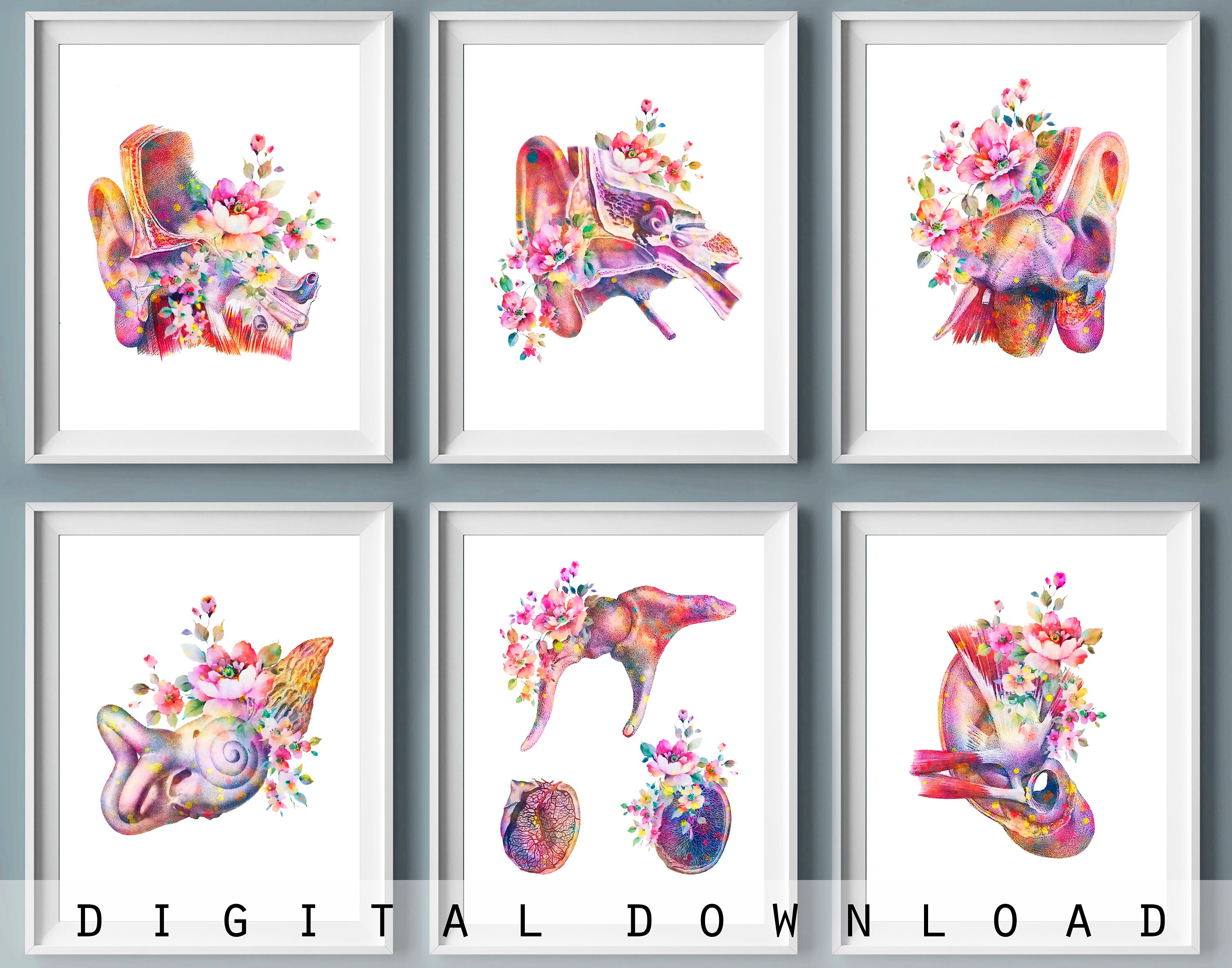 6 Audiologist Gift, Human Ear Structure, Inner Ear Anatomy, Hearing ...