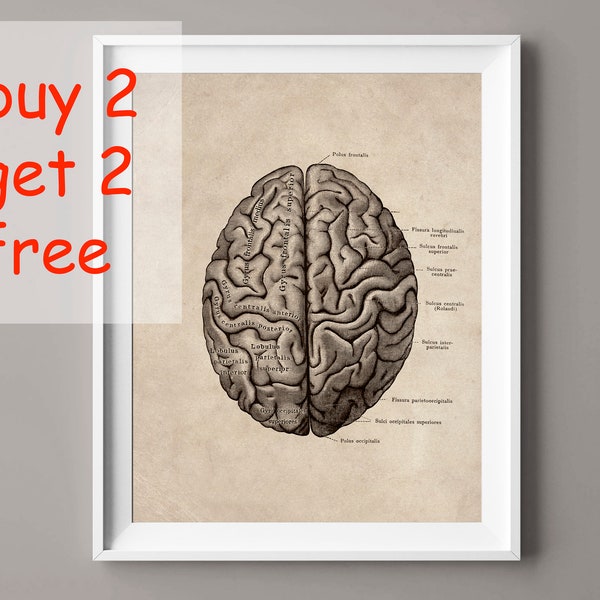 Labeled Brain Anatomy Poster - Etsy