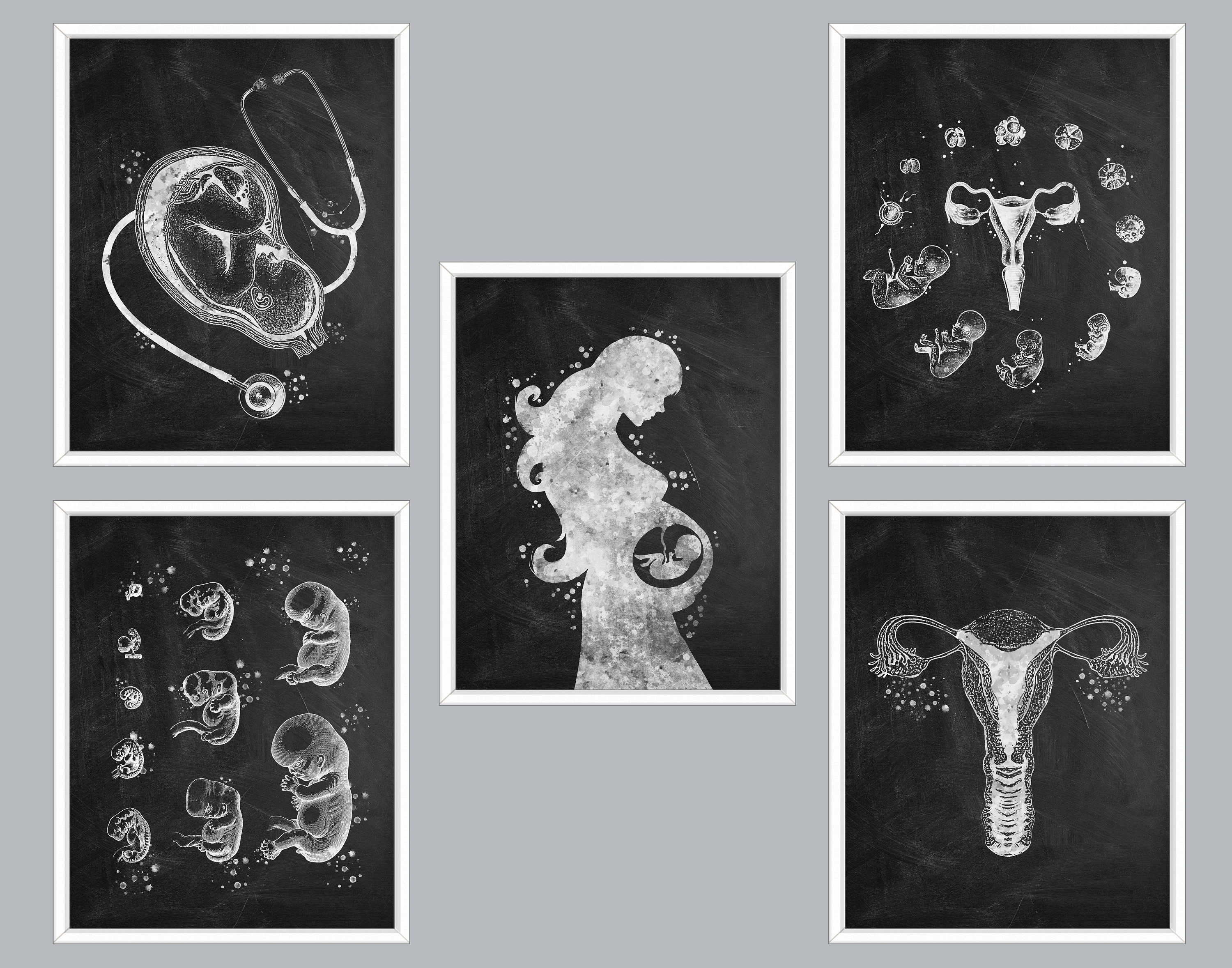 Fetus Development Drawing