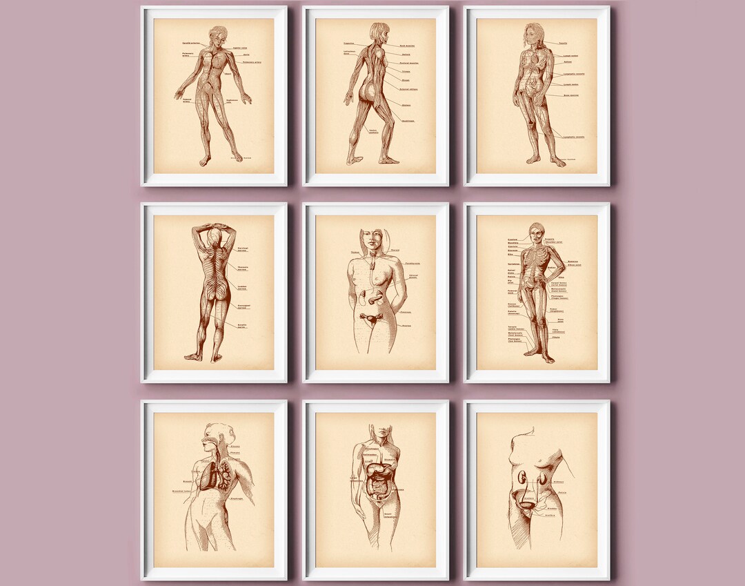9 Female Physiology Artwork Female Anatomy Art Medical Poster Physical ...
