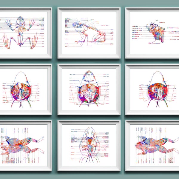 Frog Anatomy - Etsy