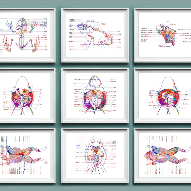 Frog Anatomy - Etsy