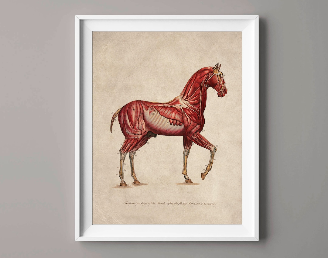 Horse Anatomy Print Equine Physiology Art Large Animal Poster - Etsy