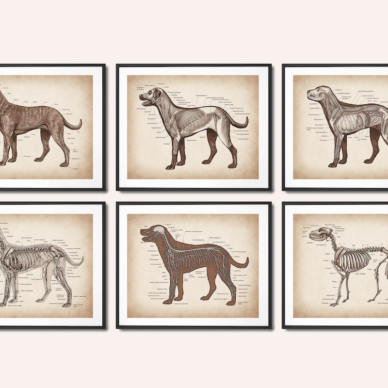 Dog Poster Anatomy - Etsy