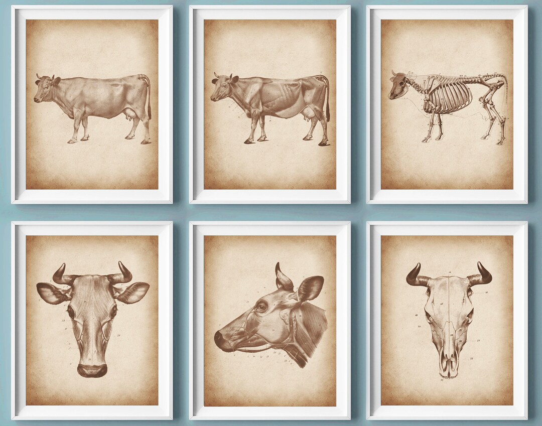 Set 6 Vintage Cow Anatomy Art Cattle Anatomy Poster Veterinary Art Farm ...