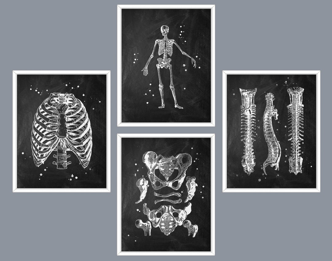 4 Anatomy of Human Skeleton Art Skeletal System Physiology Artwork Rib ...