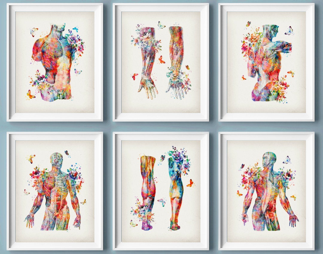 Set 6 Watercolor Muscular System Anatomy Art Medical Art Muscle Poster ...