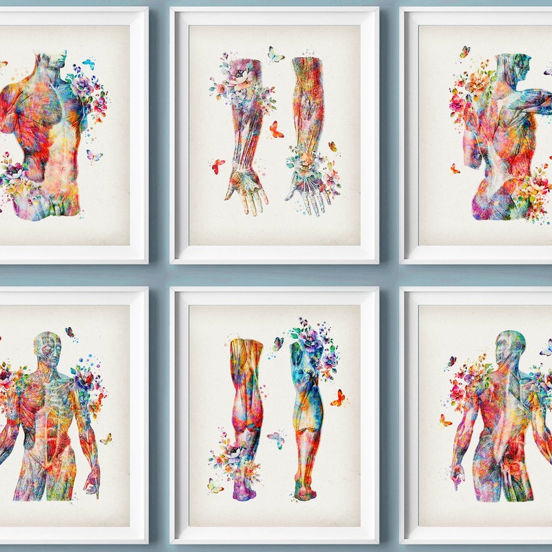 Muscle Anatomy - Etsy