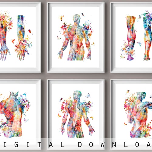 Muscular System Art Anatomy Art Set Medical Art Set Massage - Etsy Canada