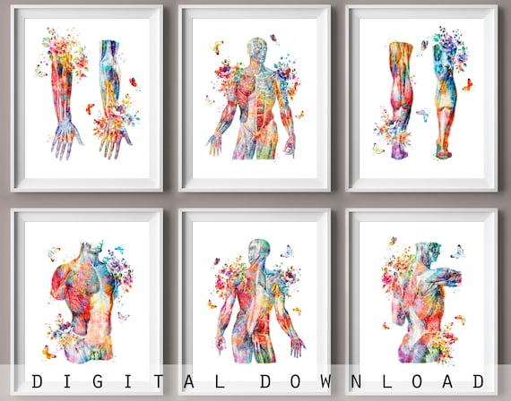 6 Watercolor Muscular System Anatomy Art Medical Decor Muscle | Etsy