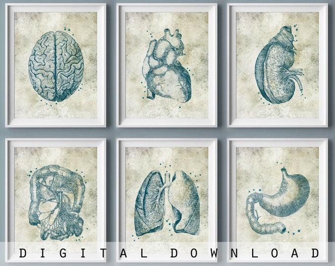 Internal Organs Human Anatomy Art Posters Anatomical Heart Lungs Kidney ...