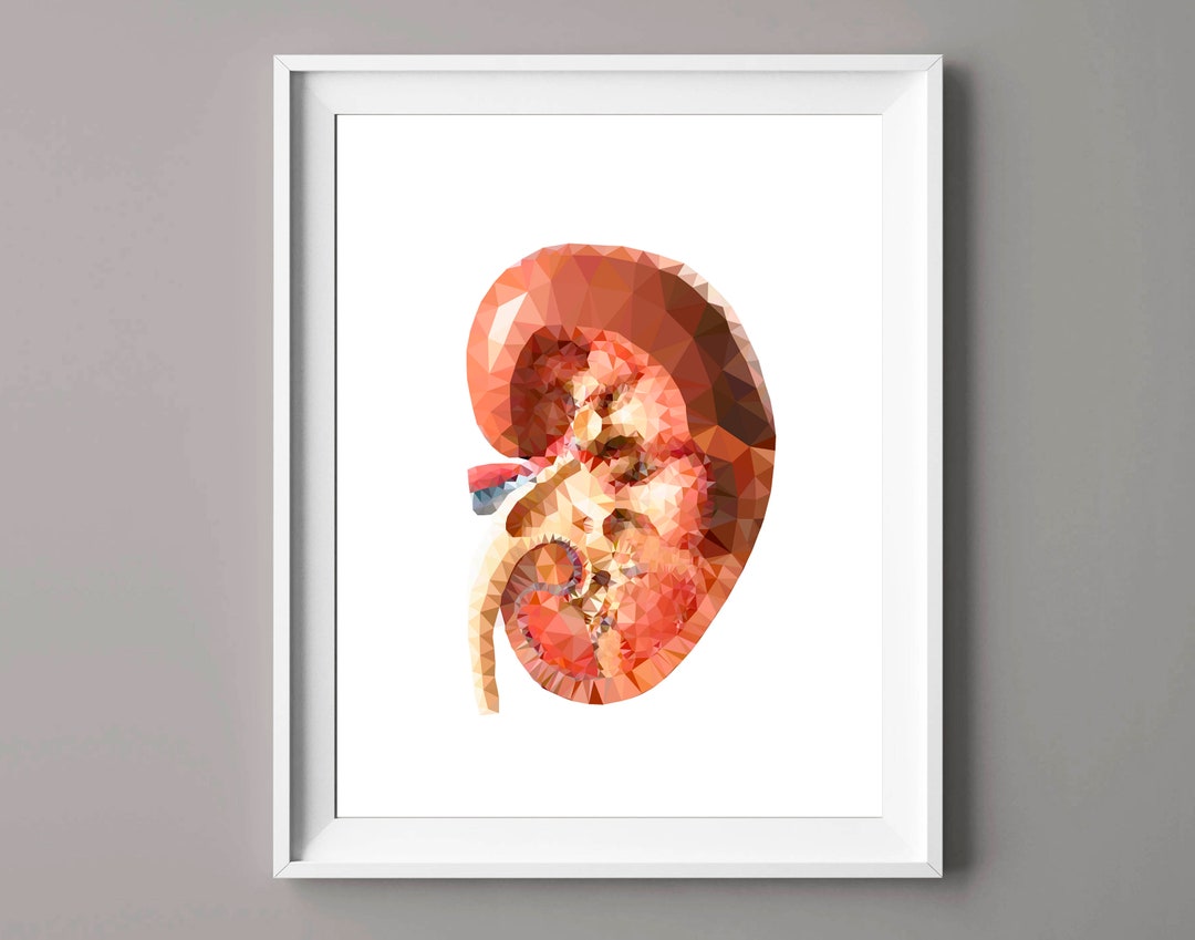 Kidney Anatomy Art Low Poly Art Geometric Art Polygonal Art Nephrology ...