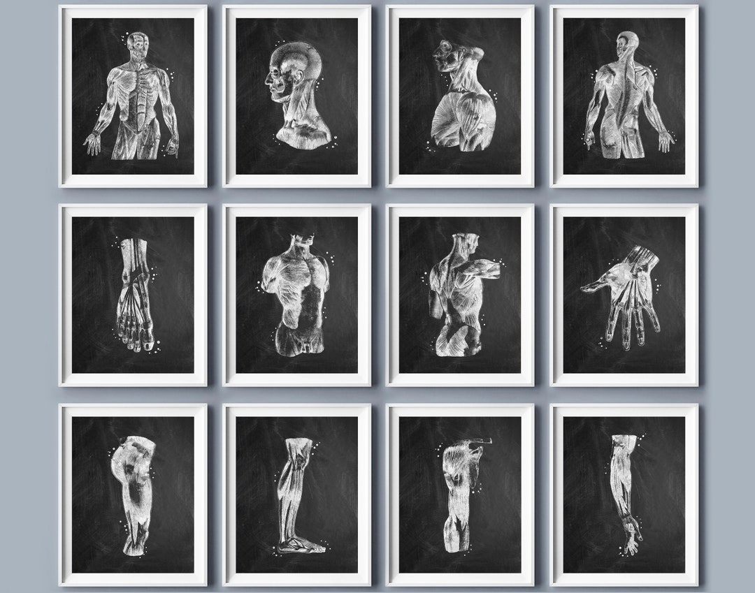 12 Skeletal Muscles Art Drawing Chalkboard Art Human Anatomy Art Human ...