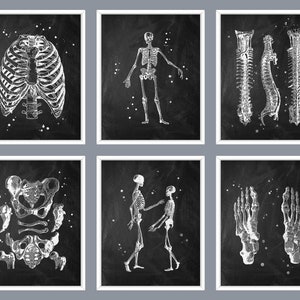 6 Skeleton Drawings, Chalkboard Art, Medical Art, Skeletal Bones ...