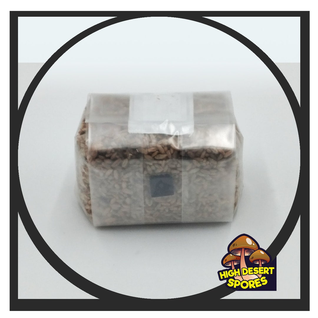 Sterilized Organic Rye Berry Bag 1 Lb - Etsy