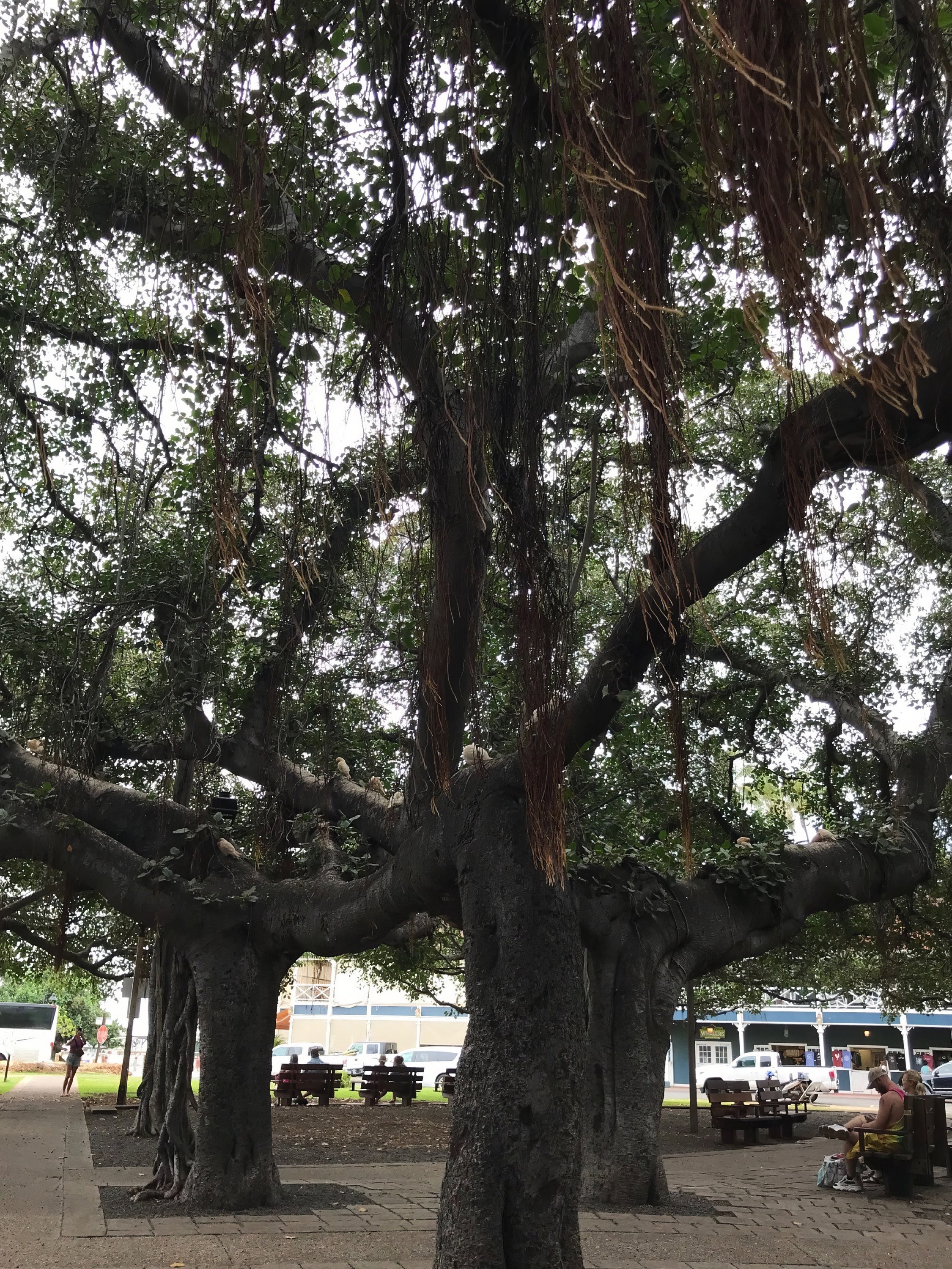Banyan Tree Park Lahaina Maui - Etsy