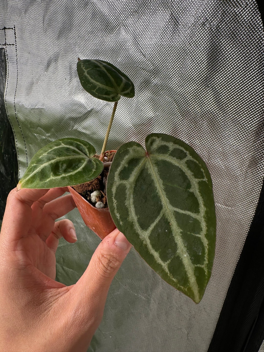 Anthurium Zara Michelle X Red Crystal Docblock F2 - Etsy