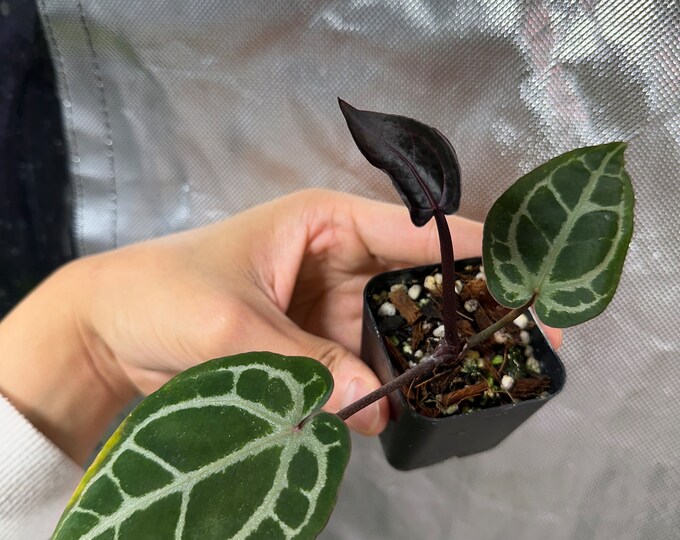 Anthurium Zara Michelle X Red Crystal Docblock F2 - Etsy