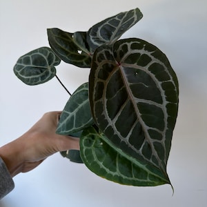 Anthurium Zara X Michelle Docblock F2 2 Plants - Etsy