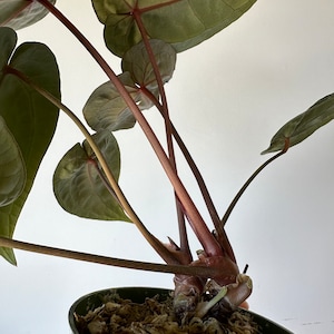 Anthurium Zara X Michelle Docblock F2 2 Plants - Etsy