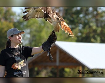 Falconers Red-tailed Hawk Shirt Falconry Supplies for Hawkers and ...
