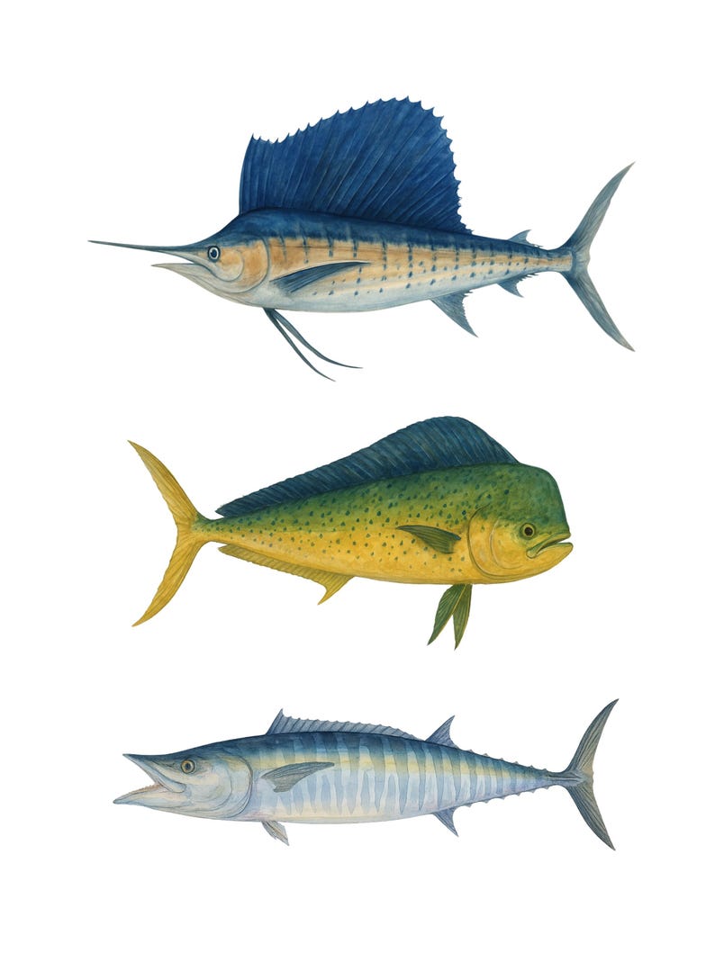 PRINTED Sailfish Mahi Wahoo Marlin Tuna Print, Offshore Saltwater Fish ...