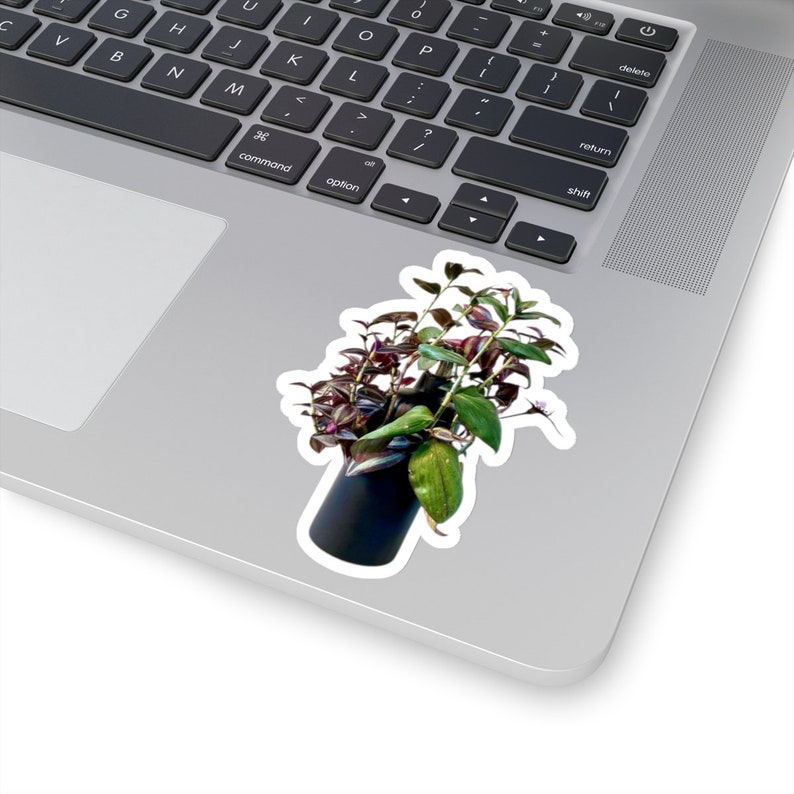 Variegated Tradescantia Bouquet Transparent Sticker Leaf Botanical ...