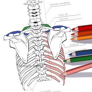 Anatomy Coloring Page Bones of the Back for Massage Therapist, Nurse ...