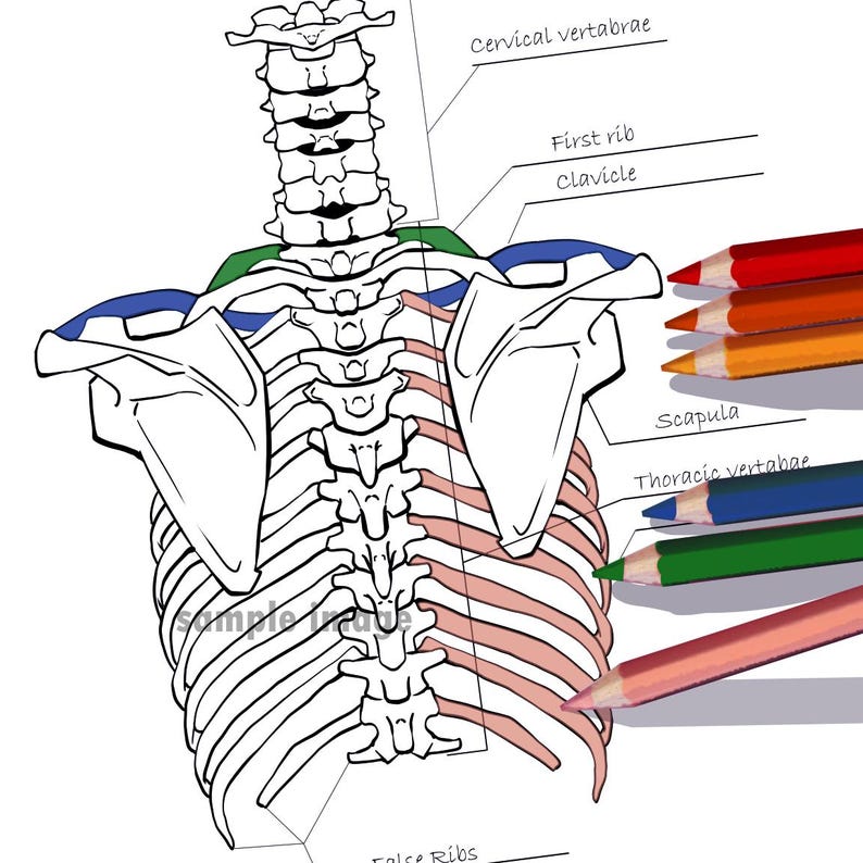 Anatomy Coloring Page Bones of the Back for Massage Therapist, Nurse ...