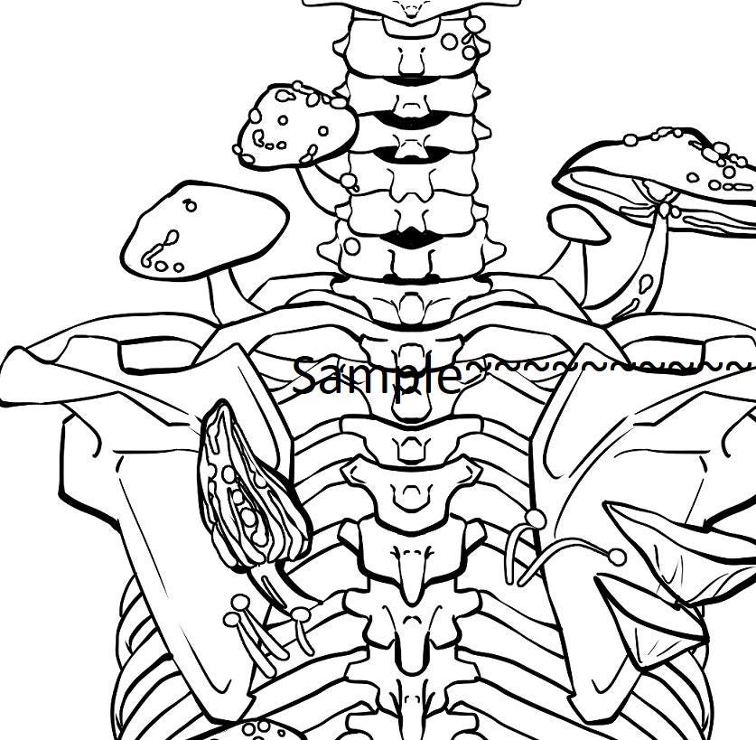 Anatomy Coloring Page Bones of the Back for Massage Therapist, Nurse ...