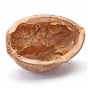 Walnut Shells Halves | Empty Walnut Shells to Use as Craft Supplies ...