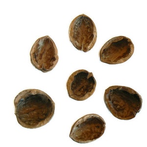 Walnut Shells Halves | Empty Walnut Shells to Use as Craft Supplies ...