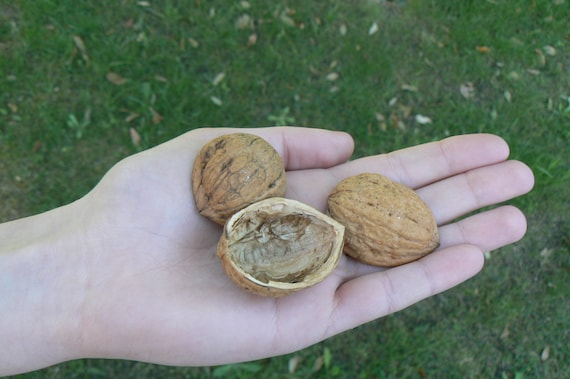Empty Walnut Shell