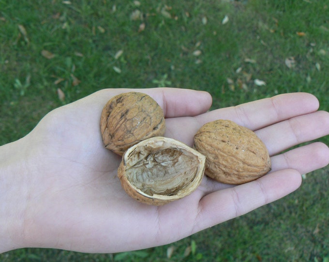 Walnut Shells Halves | Empty Walnut Shells to Use as Craft Supplies ...