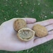 Walnut Shells Halves | Empty Walnut Shells to Use as Craft Supplies ...