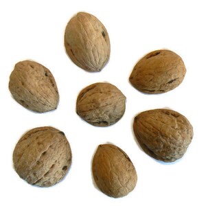 Walnut Shells Halves | Empty Walnut Shells to Use as Craft Supplies ...