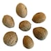 Walnut Shells Halves | Empty Walnut Shells to Use as Craft Supplies ...