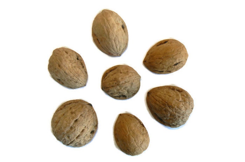 Walnut Shells Halves | Empty Walnut Shells to Use as Craft Supplies ...