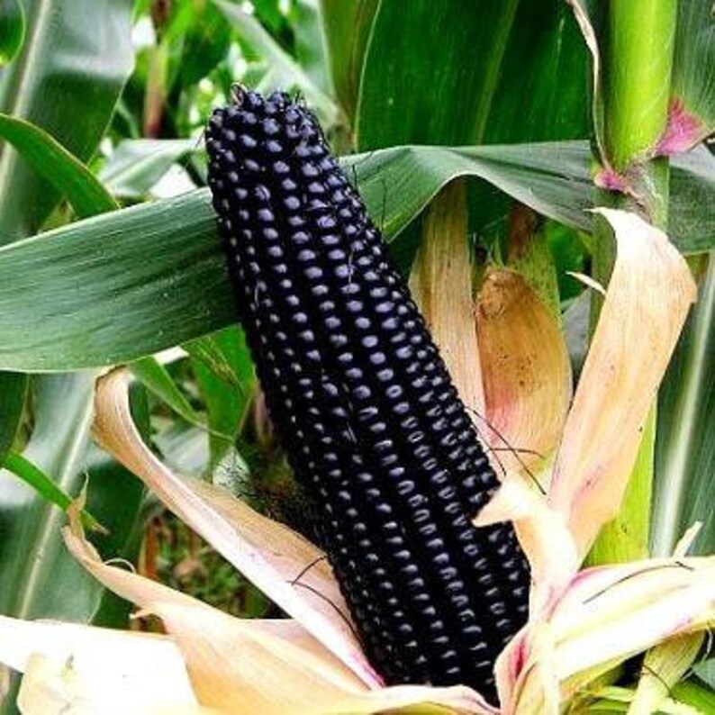 RARE NATIVE AMERICAN Heirloom Organic Black Aztec Corn | Etsy