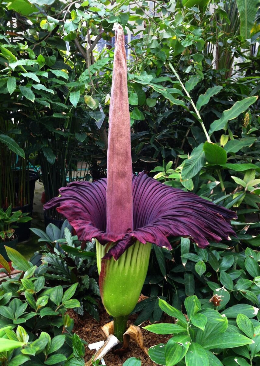 RARE CORPSE FLOWER Aka Titan Arum Amorphophallus titanum | Etsy