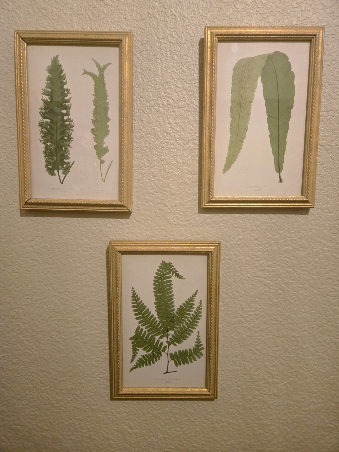 Set of Three Fern Botanical Prints in Gold Frames - Etsy