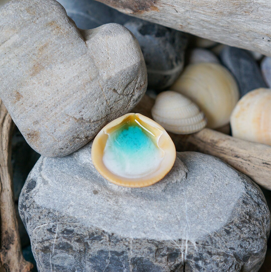 ORIGINAL Ocean Shell NUSA DUA Resin Art Clam Size S Gift - Etsy