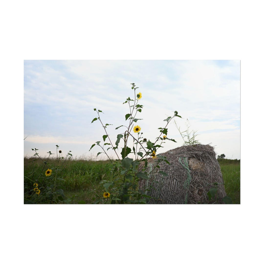 Sunflowers by A Haybale Poster – Nature Photography Giclée Print ...