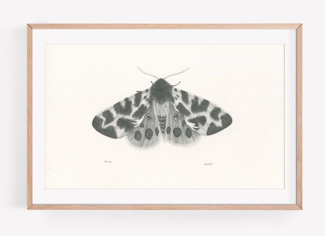 Art Print - Shroud. Surreal Moth Illustration, Wall Art - Etsy