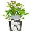 Ruby Wedding Rose 40th Wedding Anniversary Gift Help Celebrate a ...