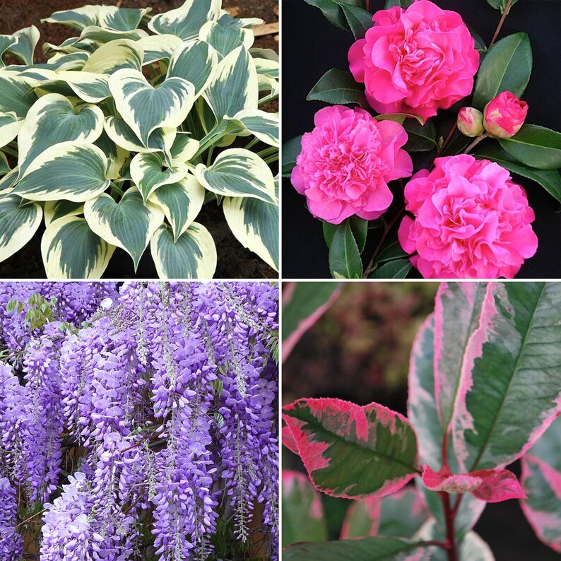 5 X Mixed Garden Plants High Quality Established Plants in - Etsy UK