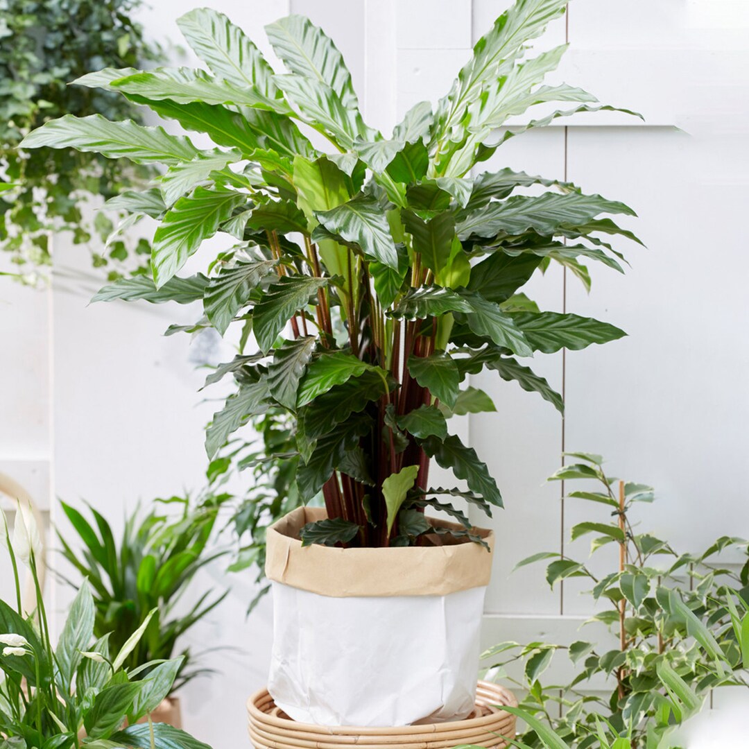 Lush Calathea Blue Grass | Home or Office Potted Plant Gift (30-40cm in ...