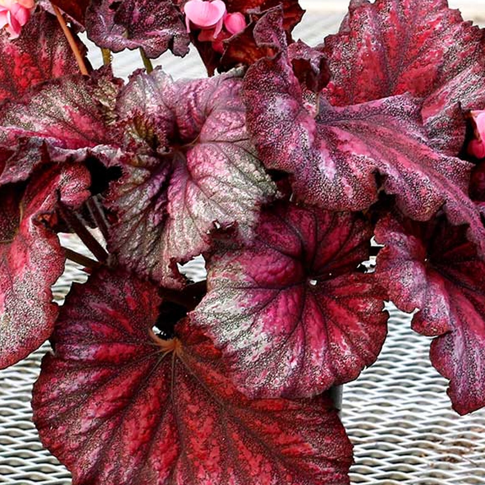 Begonia rex Red Bull King Begonia Home or Office Plant | Etsy