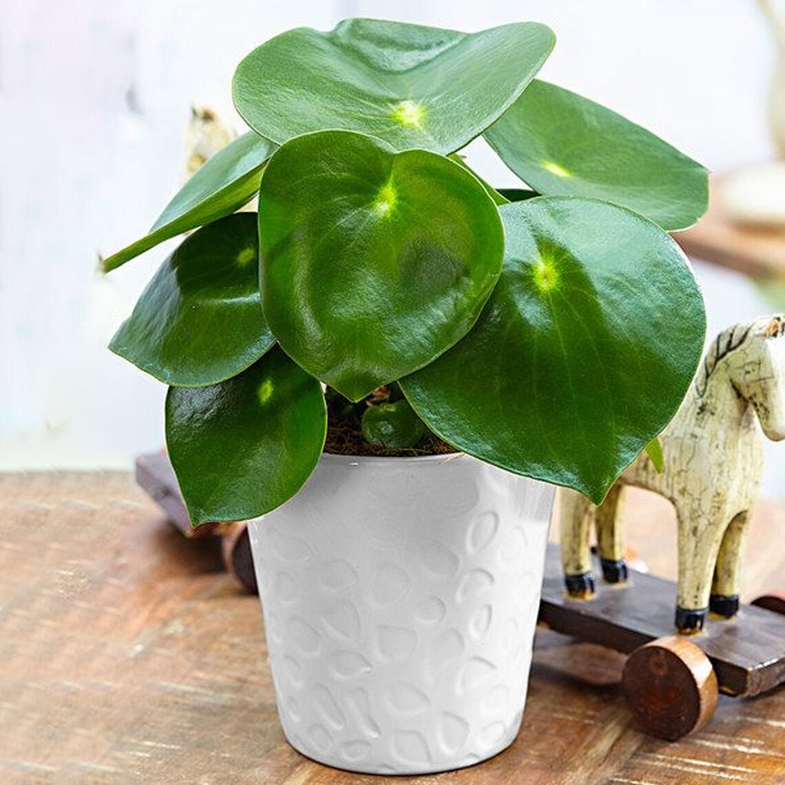 Peperomia polybotrya Raindrop Compact Teardrop Peperomia | Etsy